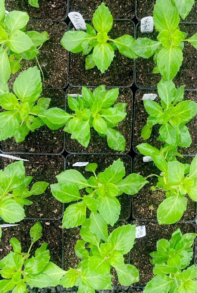 Ram Tulsi Plant / Green Holy Basil plant - Snapping Turtle Farm